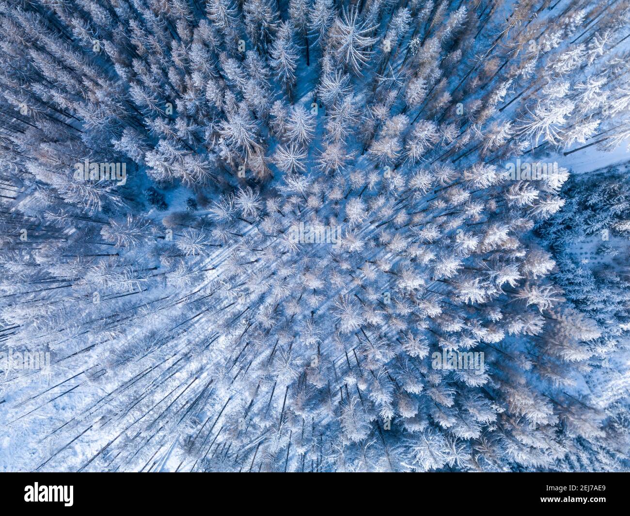 Aerial top down view of beautiful winter forest treetops. Spruce frosty ...