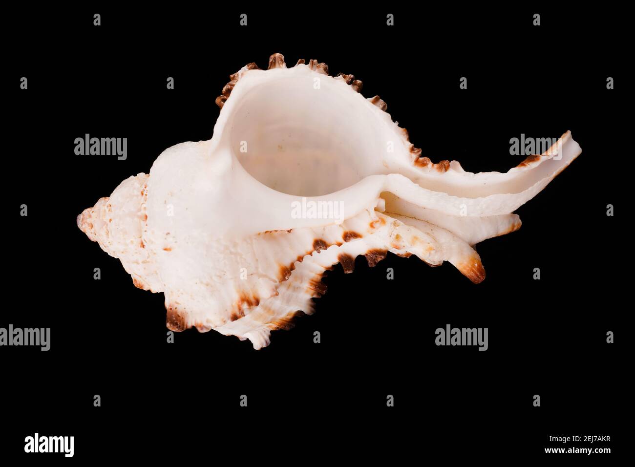 Beautiful sea shells on a black background Stock Photo - Alamy