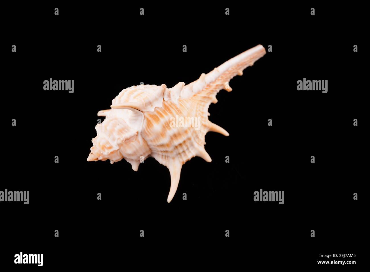 Beautiful sea shells on a black background Stock Photo - Alamy