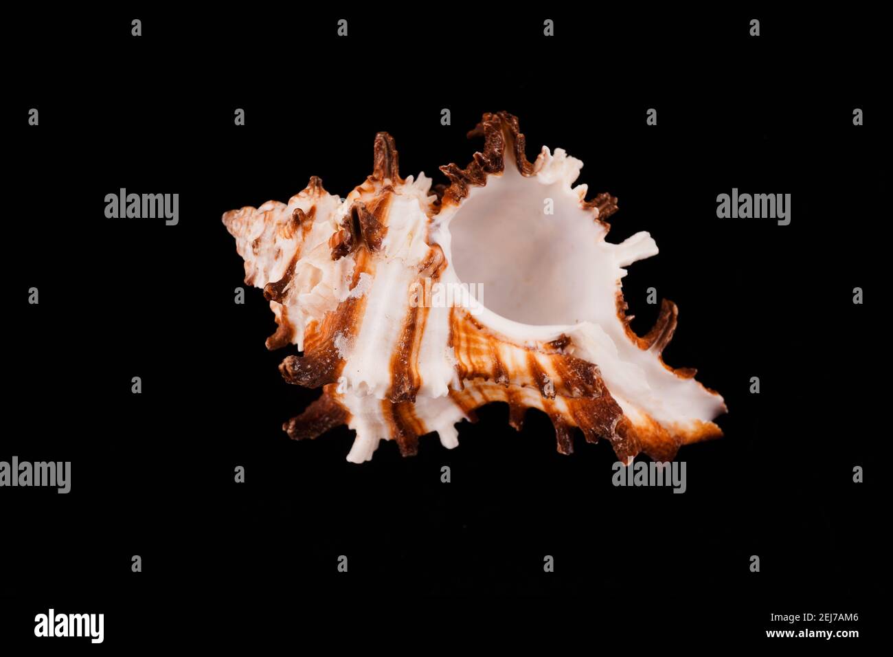 Beautiful sea shells on a black background Stock Photo - Alamy