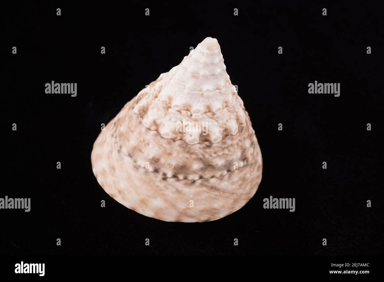 Beautiful sea shells on a black background Stock Photo - Alamy