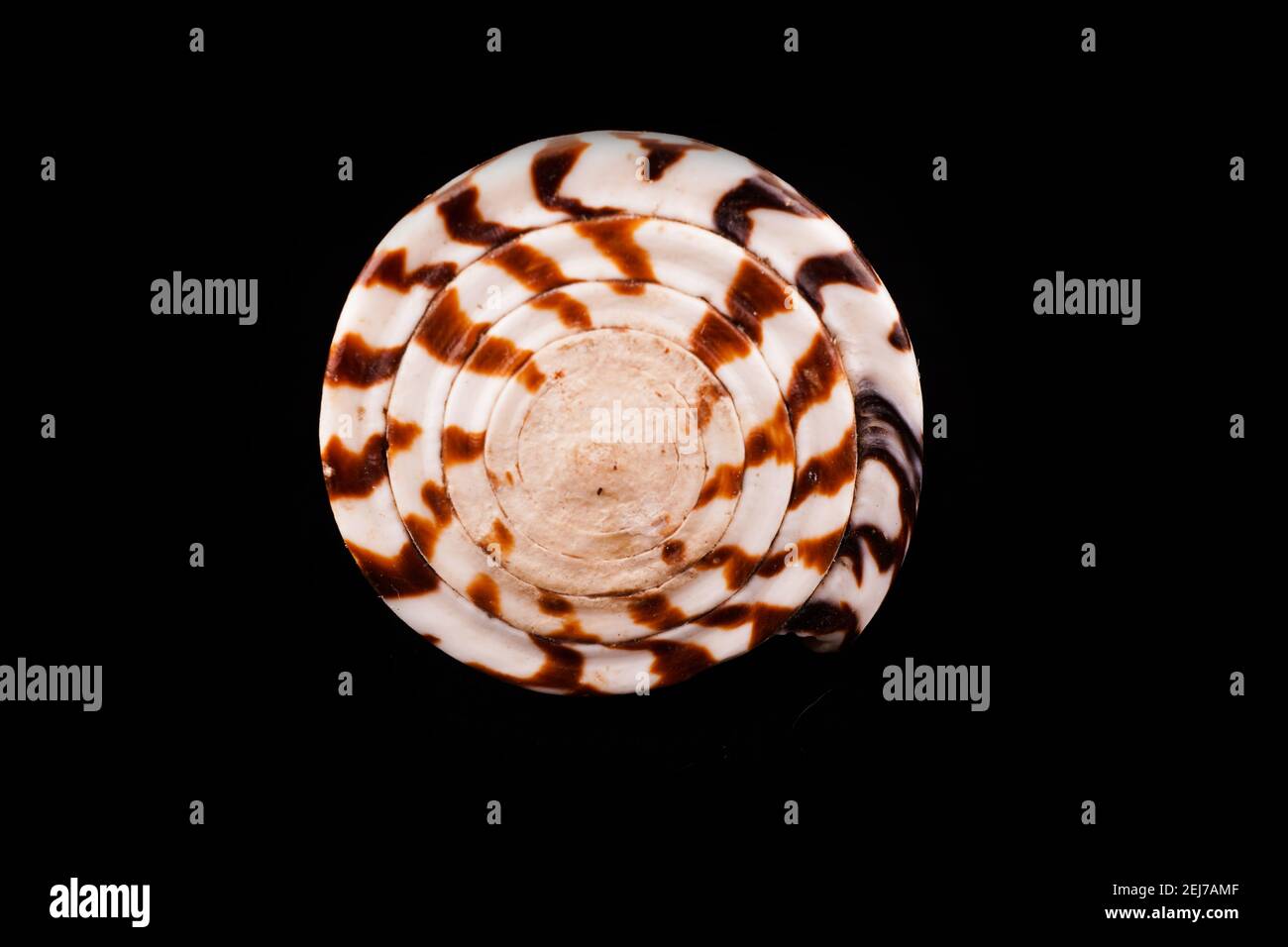 Beautiful sea shells on a black background Stock Photo - Alamy