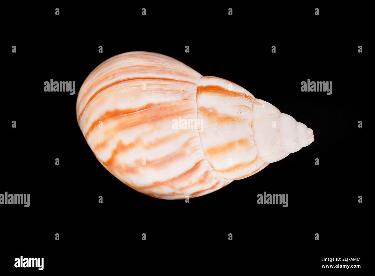 Beautiful sea shells on a black background Stock Photo - Alamy