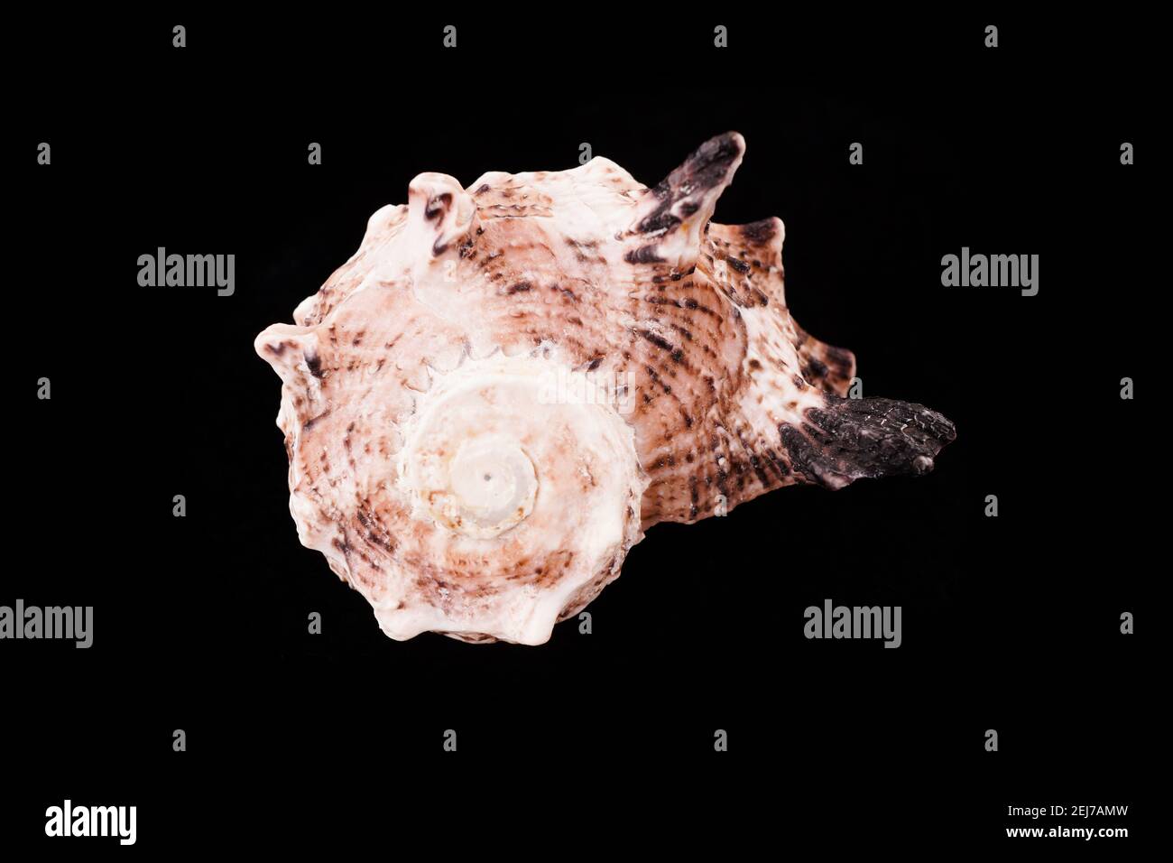 Beautiful sea shells on a black background Stock Photo - Alamy