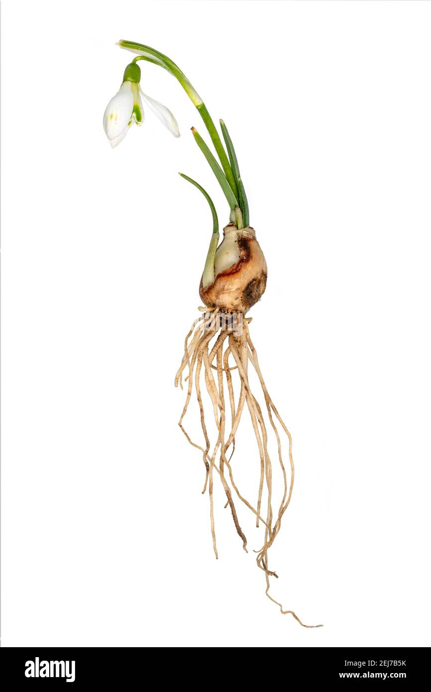 Complete single snowdrop with flower, leaves, roots and onion isolated ...