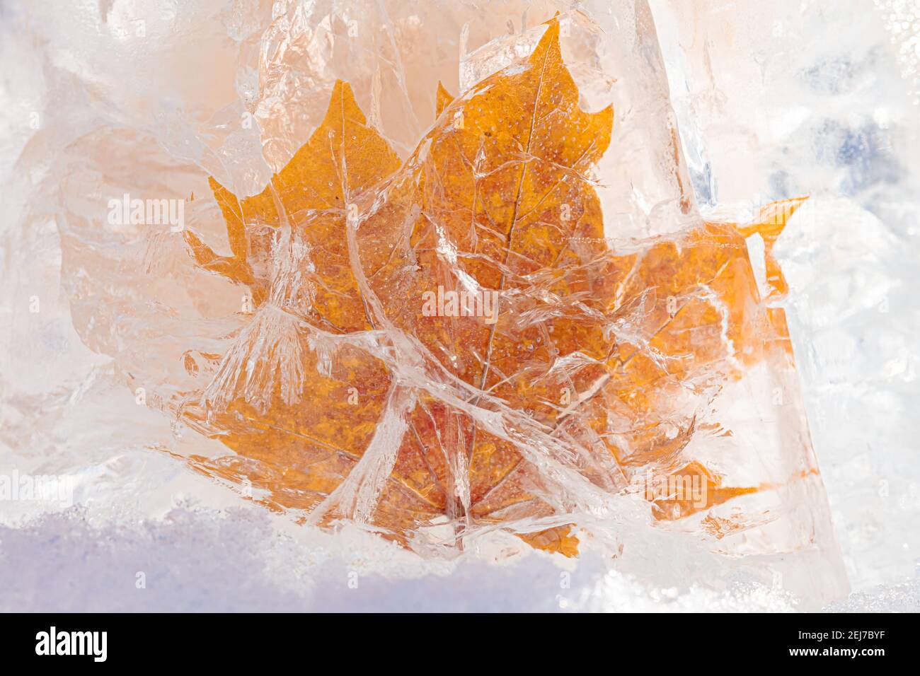 Autumn leaf freezes into ice. High quality photo Stock Photo - Alamy