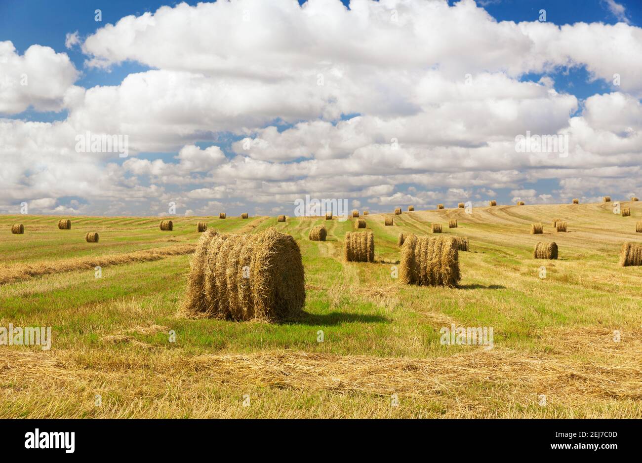 landscape with hay bale field after harvest Stock Photo - Alamy