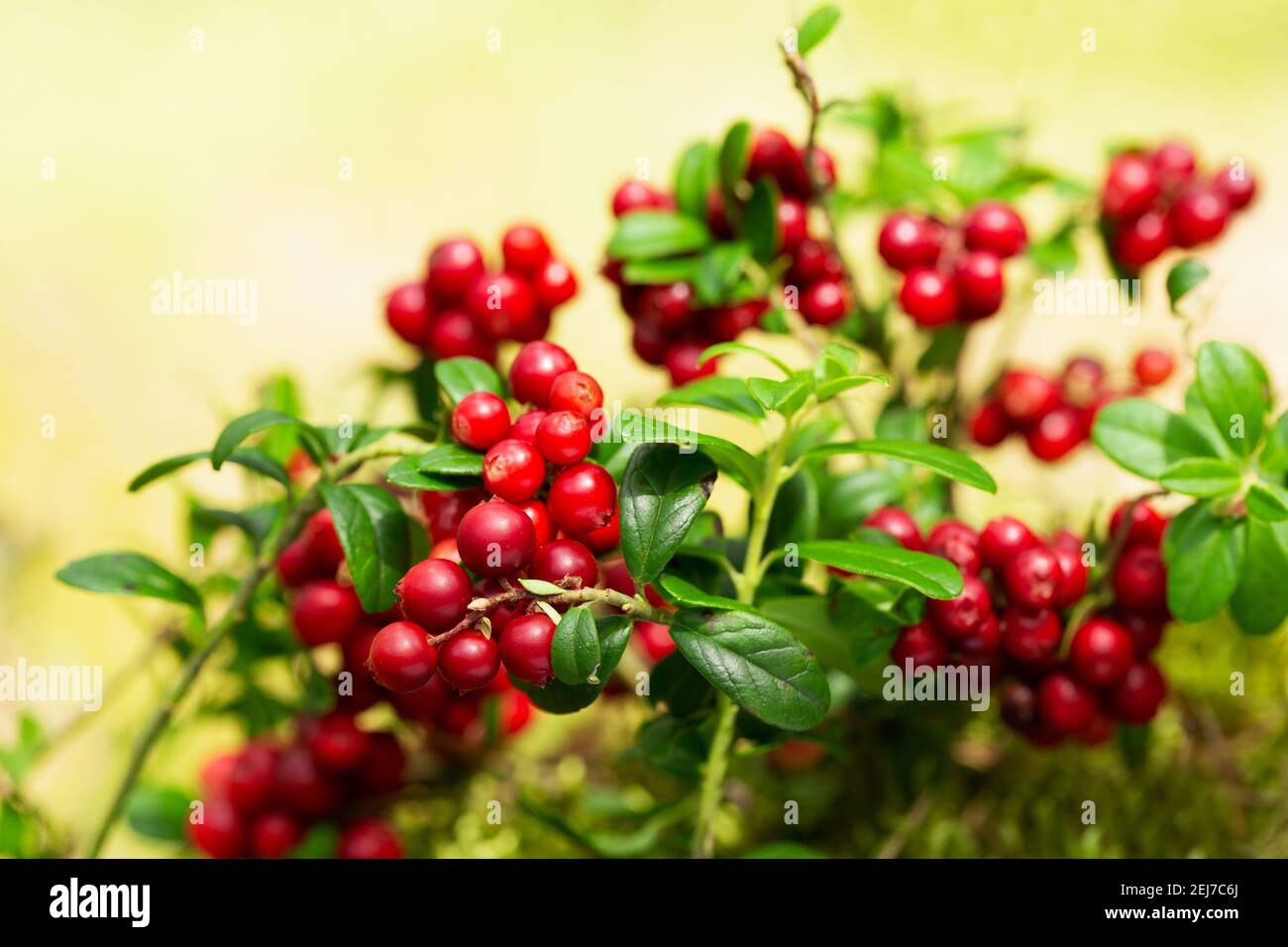 Foxberry farm hi-res stock photography and images - Alamy