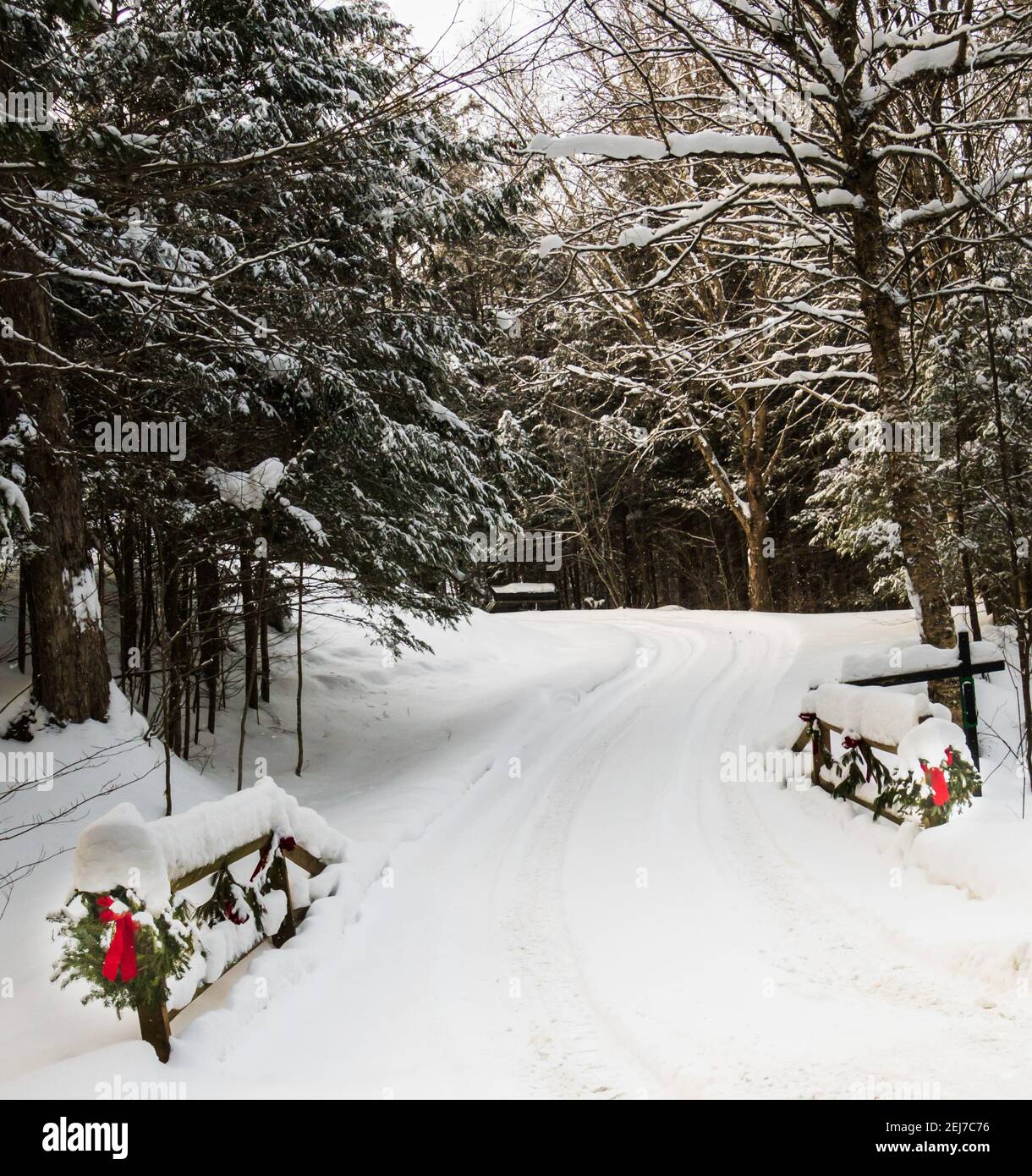 Driveway plant hi-res stock photography and images - Alamy
