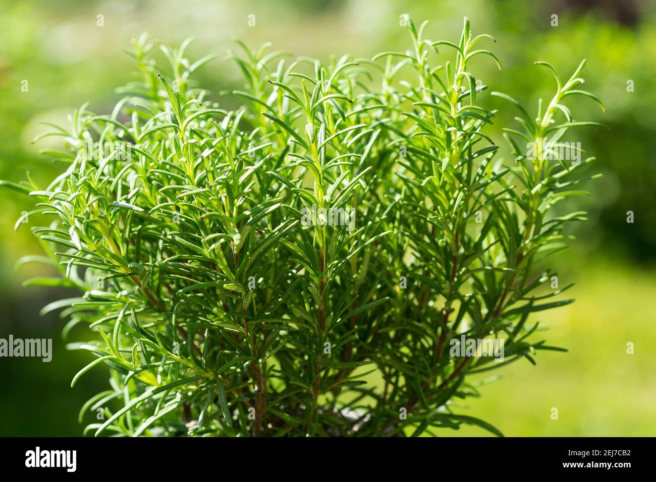 fresh rosemary growing in a garden on green background Stock Photo - Alamy