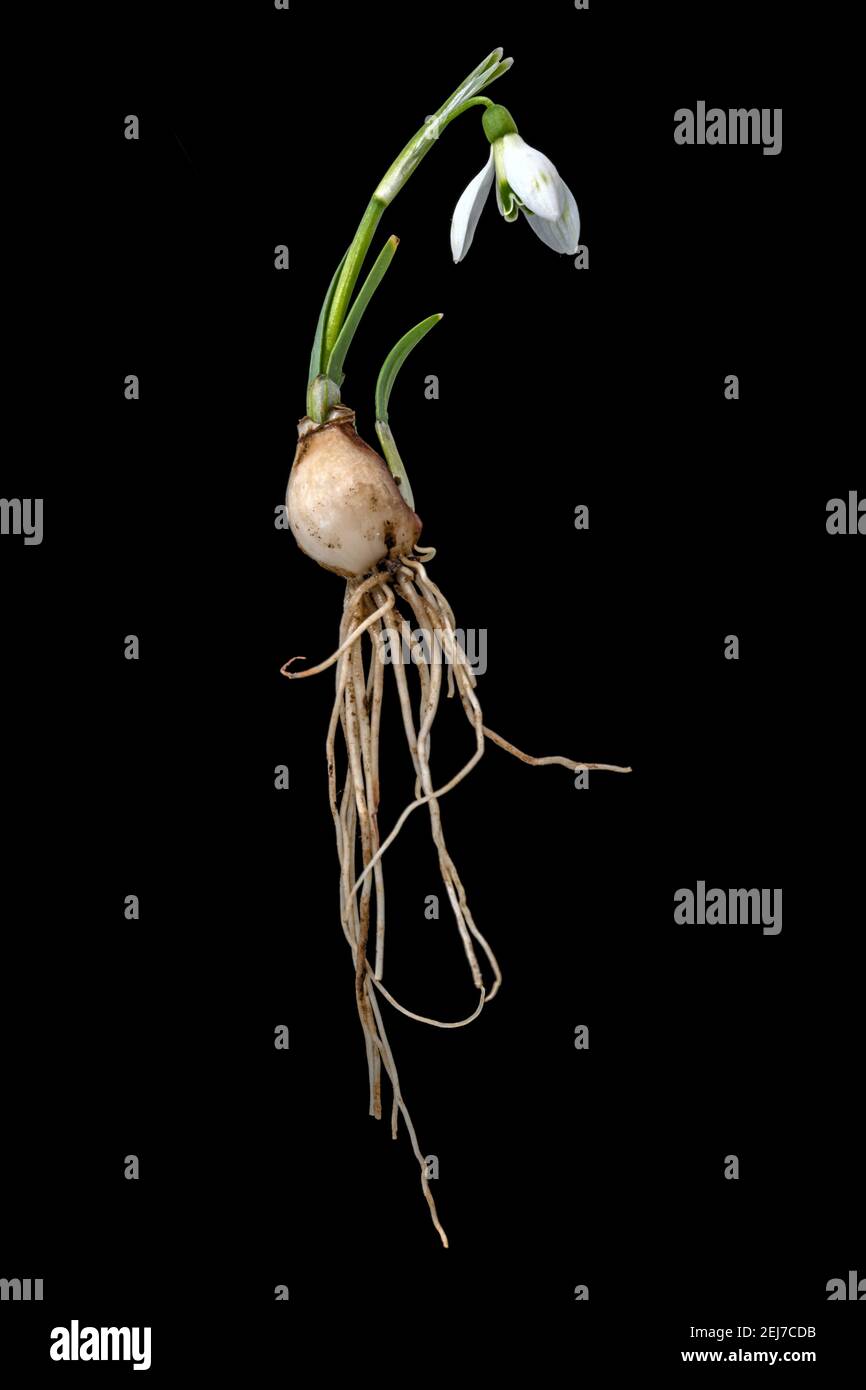 Complete single snowdrop with flower, leaves, roots and onion isolated ...