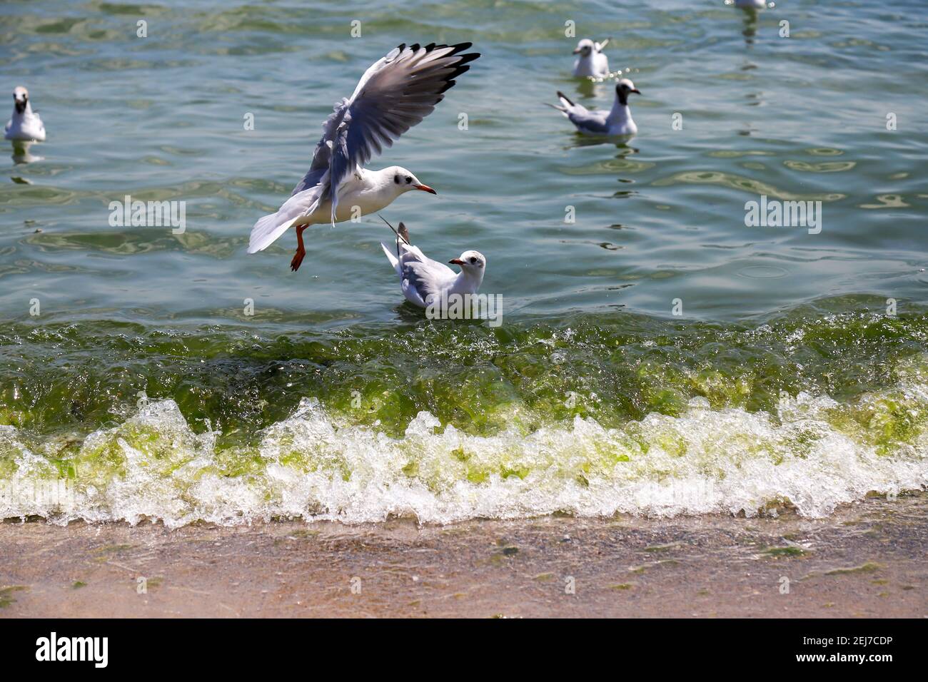 Beautiful large white seagulls with big wings fly against the ...