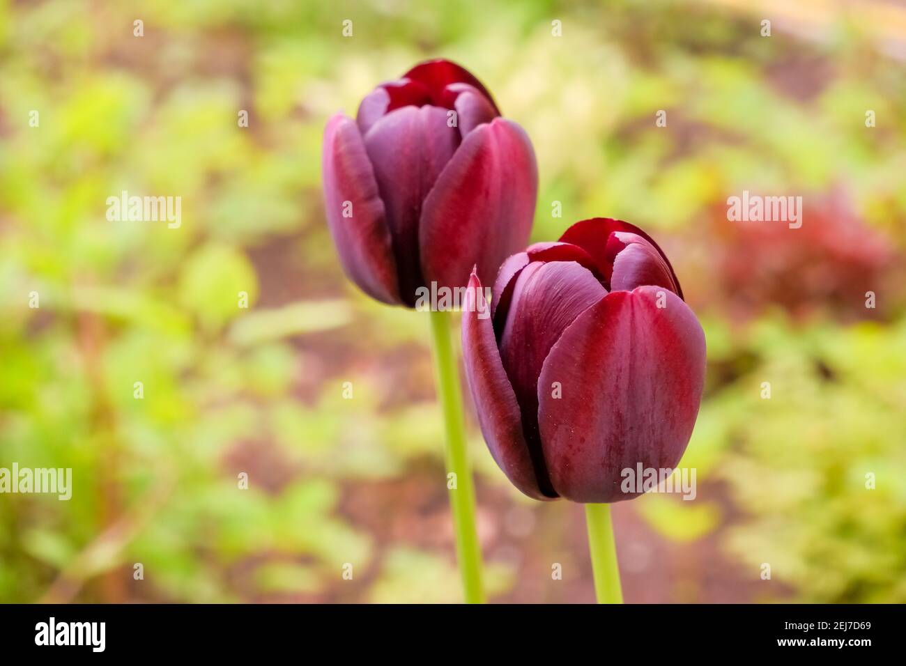 Dark Purple Tulip Bouquet