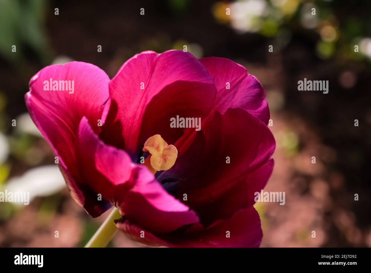 dark purple tulip flowers in the garden.Dark purple, almost black ...