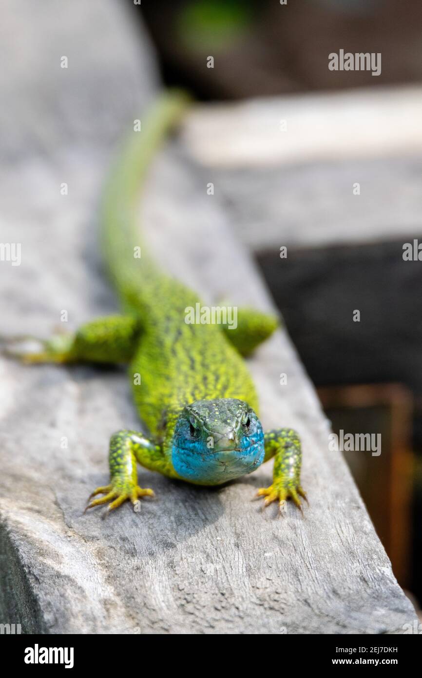 Lezard vert occidental hi-res stock photography and images - Alamy