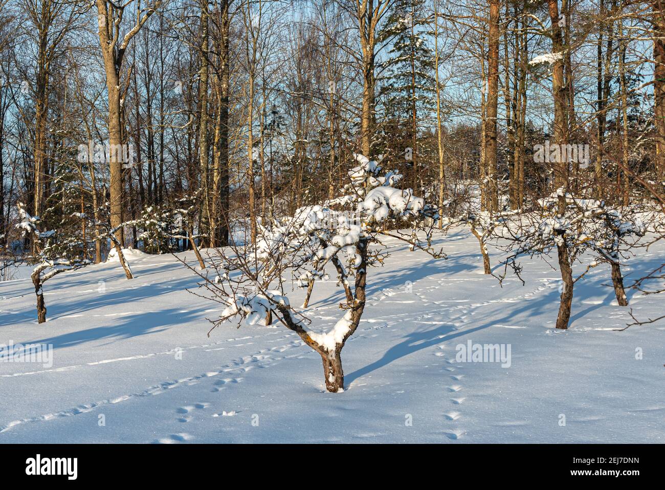Wenatchee washington orchard hi-res stock photography and images - Alamy