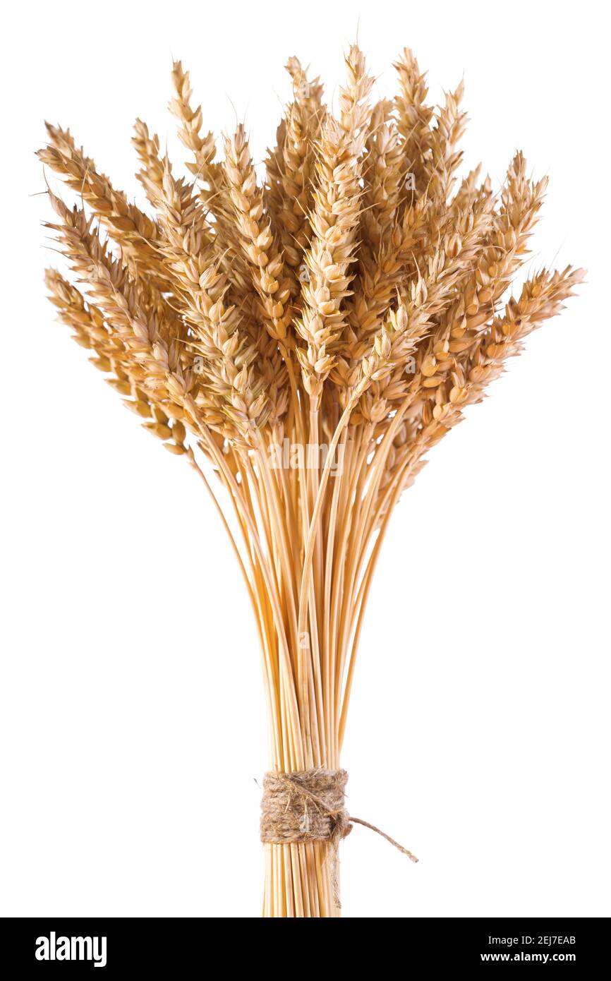 close up of wheat ears isolated on white background Stock Photo - Alamy