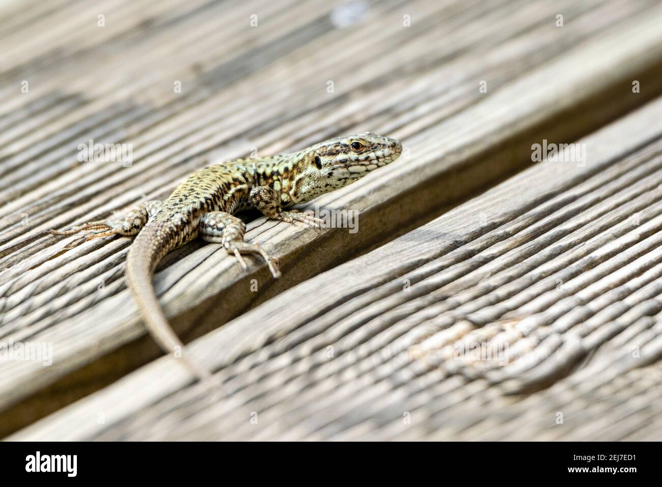 view of wall lizard on wooden board Stock Photo - Alamy