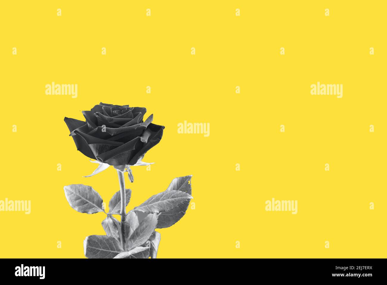 2021 pantone colors hi-res stock photography and images - Alamy