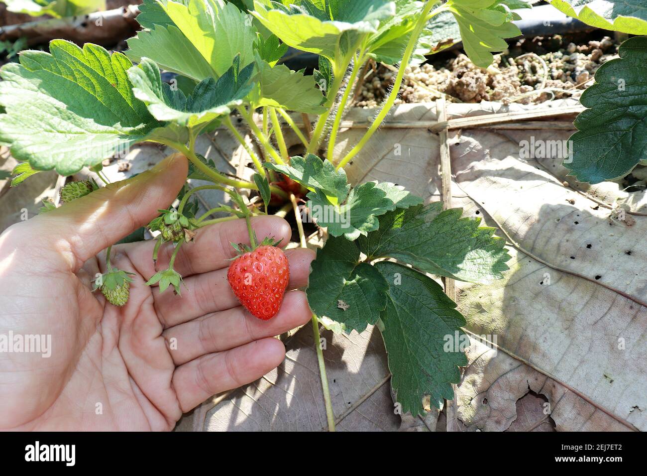 Hand picking strawberries hi-res stock photography and images - Alamy