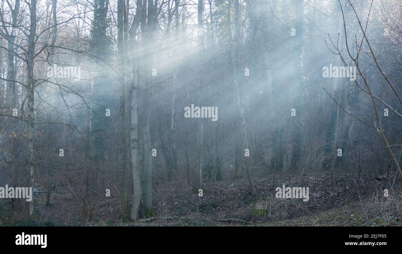 Branches Of Tree In Mysterious Forest High Resolution Stock Photography ...