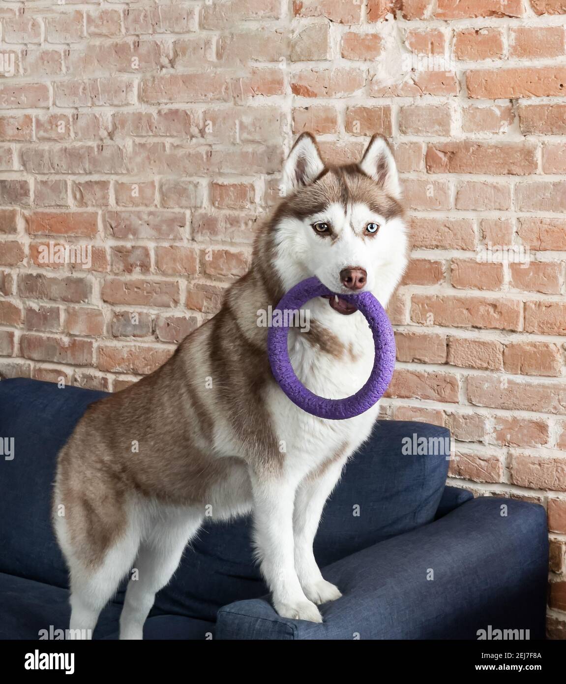 Husky dog playing with ring toy at home on sofa over brick wall Stock ...