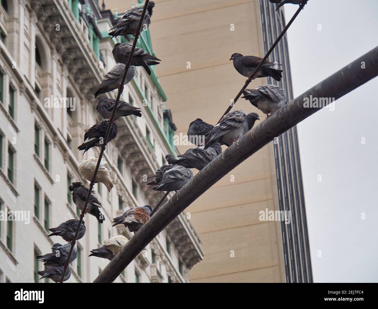 Low angle shot of pigeons on wires in New York Stock Photo - Alamy
