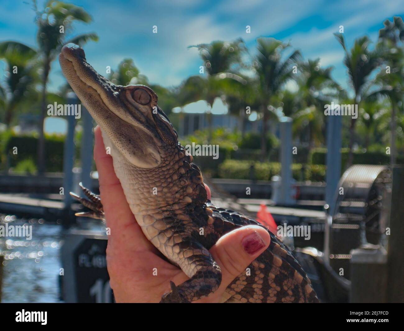 Alligator florida holding hi-res stock photography and images - Alamy