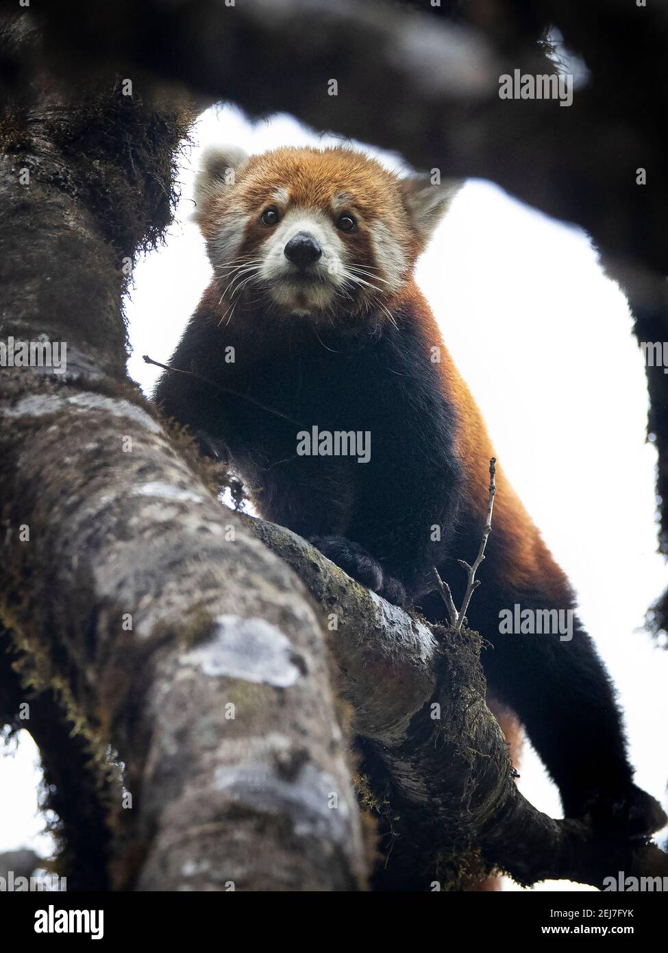 Wild Red Panda of eastern Himalayan forest Stock Photo - Alamy