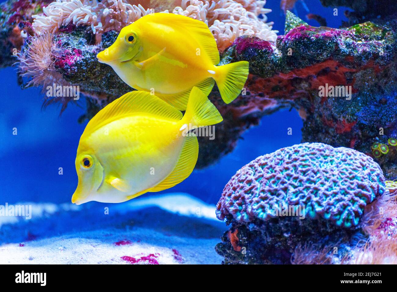 Yellow tang tropical fish ( Zebrasoma flavescens Stock Photo - Alamy