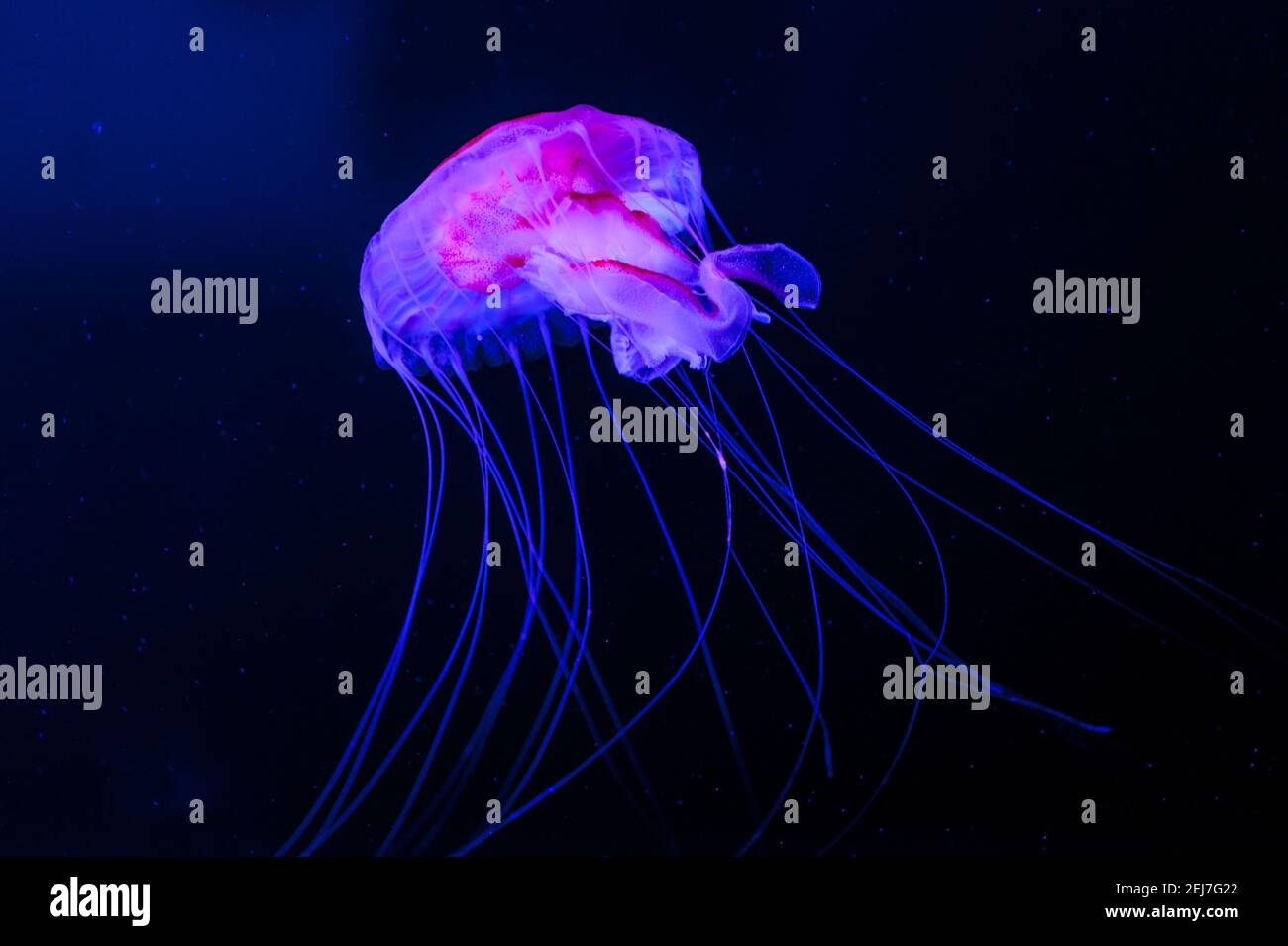 Sea life, close up shot on jellyfish floating in a clear water tank ...