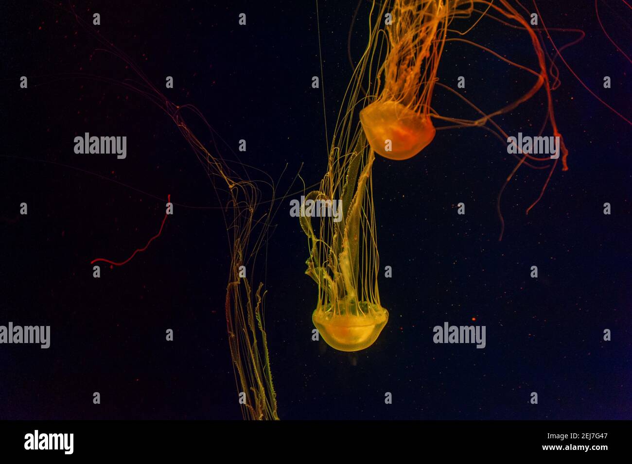 Sea life, close up shot on jellyfish floating in a clear water tank ...