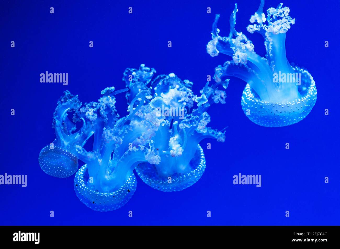 Sea life, close up shot on jellyfish floating in a clear water tank ...