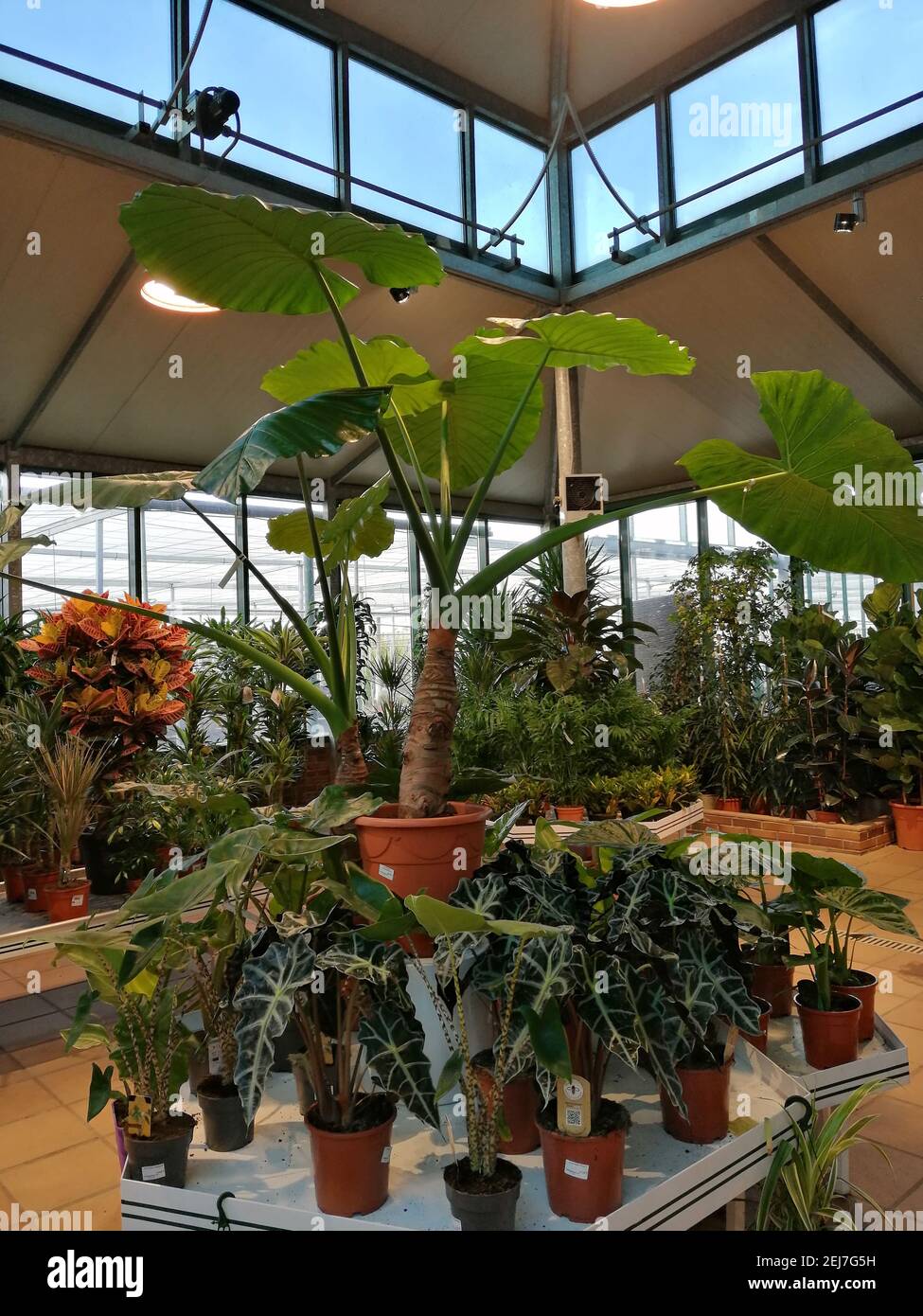 Vertical shot of small plants in plant boxes captured in a greenhouse ...