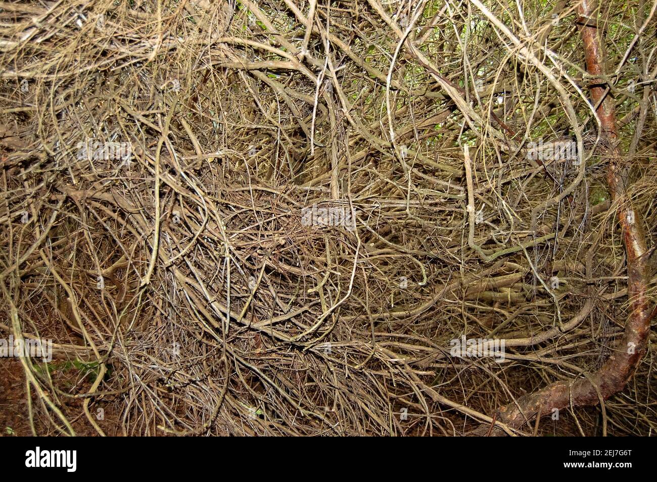 Cragside Northumberland tree trees branch branches wood wooden nest ...