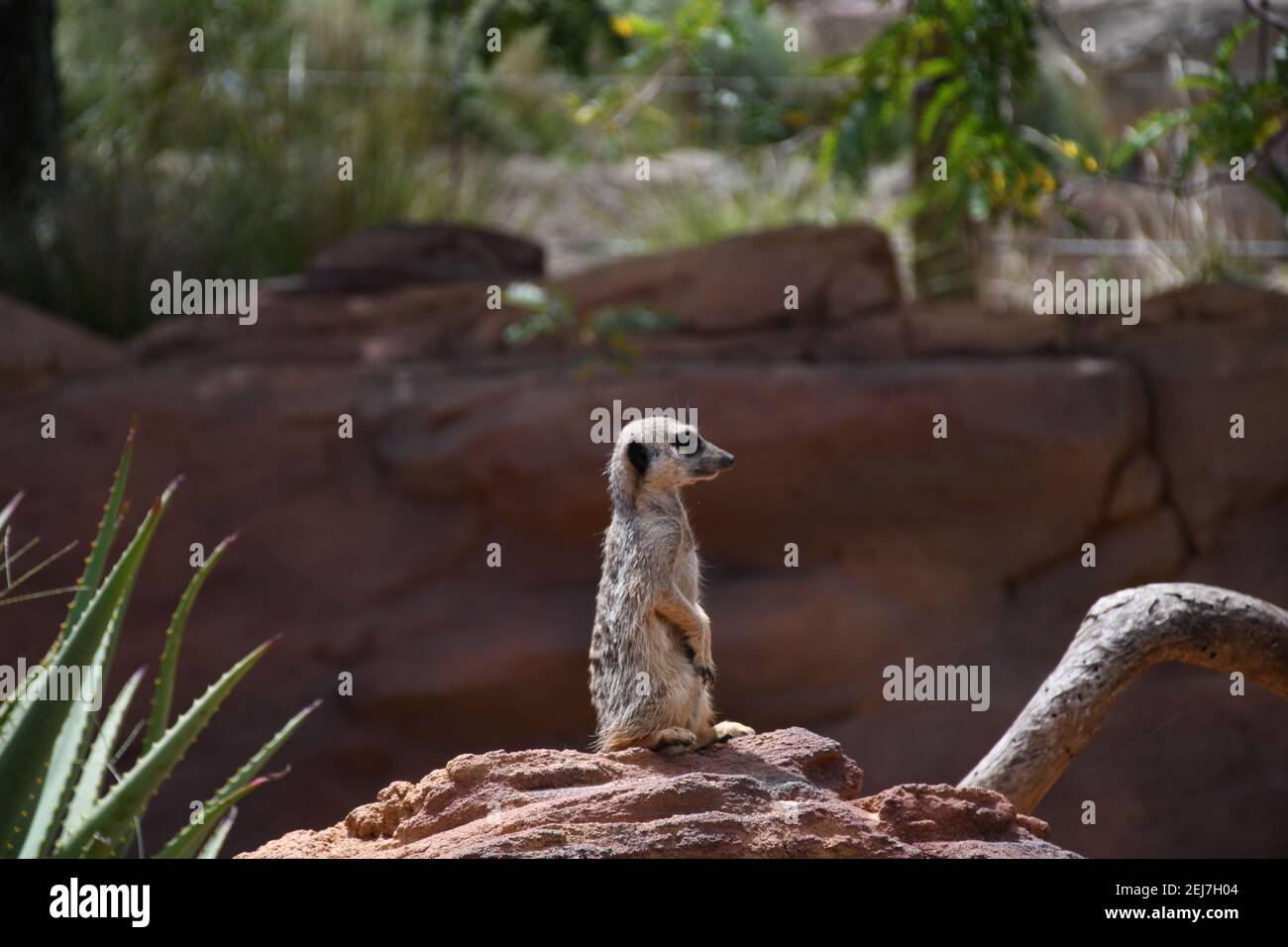 Selective focus of a funny meerkat seeti on a rock and looking aside in ...