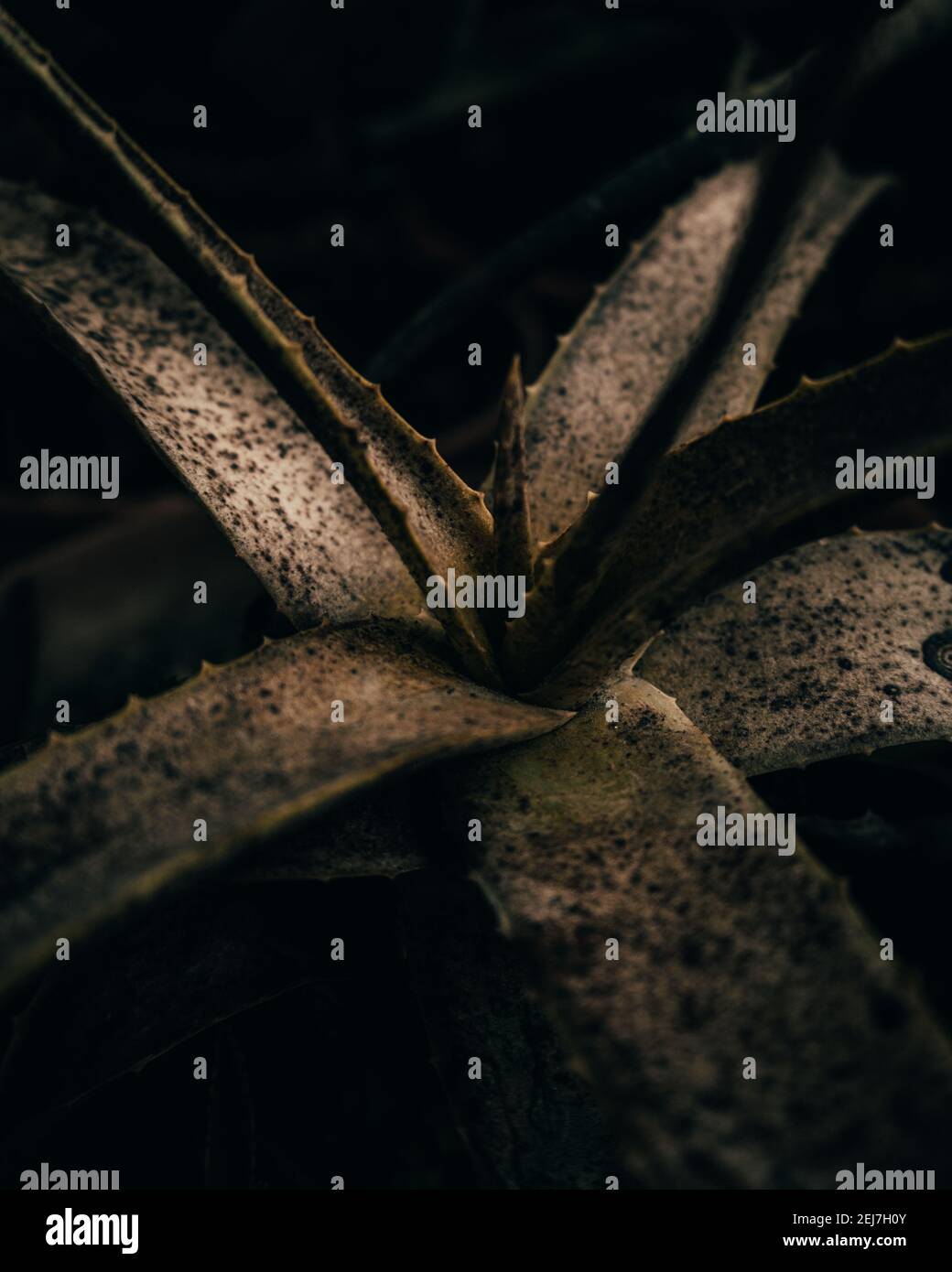 Macro photography of nature hi-res stock photography and images - Alamy