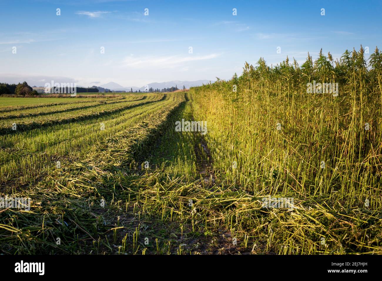 Fields of hemp being harvested for the fibre, New Zealand Stock Photo ...