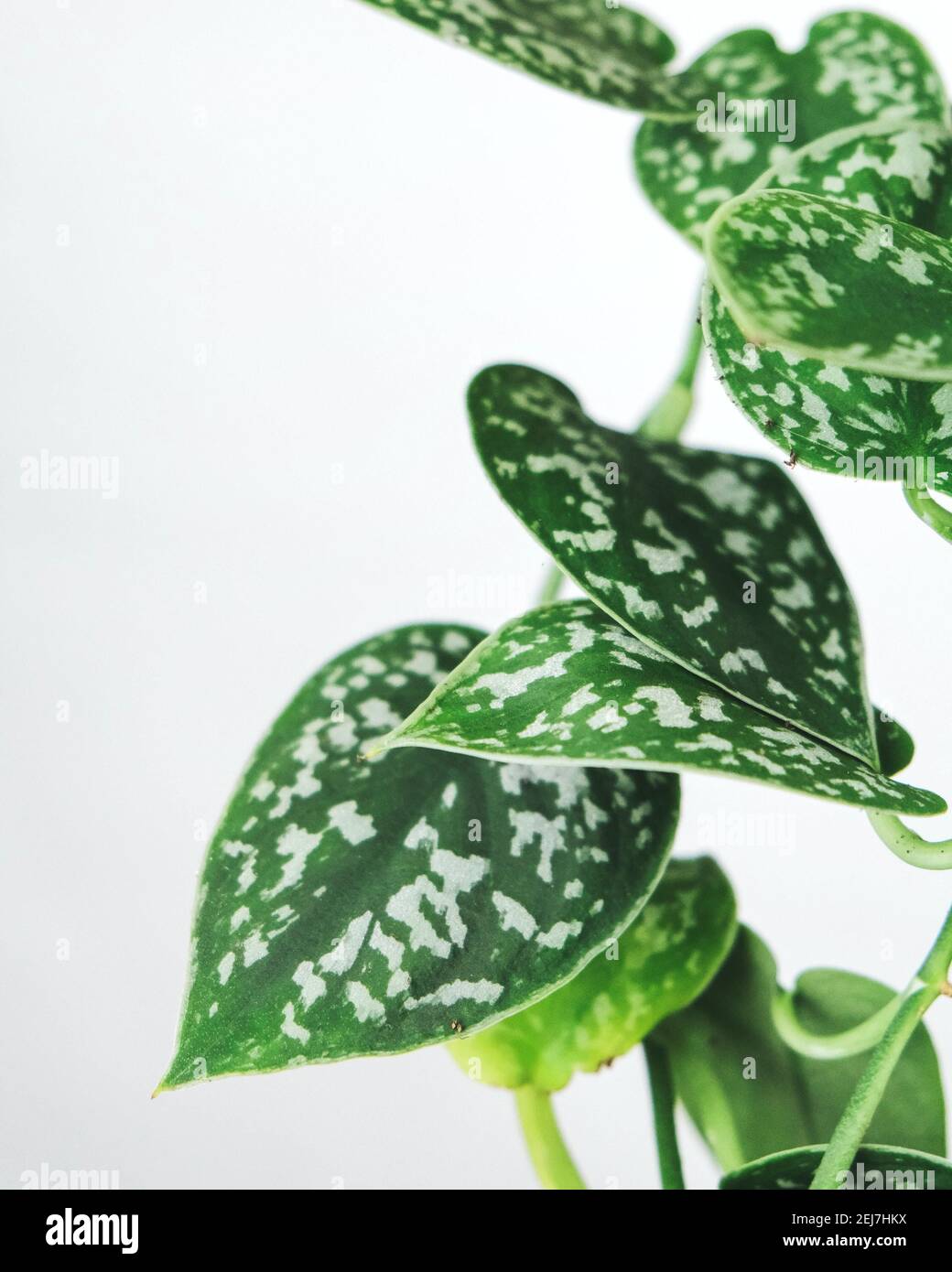 Vertical closeup of Scindapsus leaves with a white background Stock ...