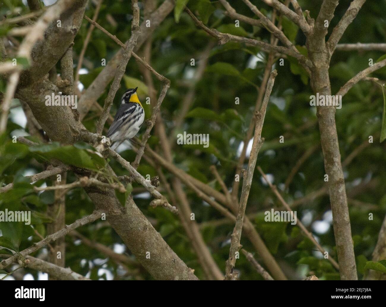 Setophaga Dominica bird perched on a tree branch in a park Stock Photo ...