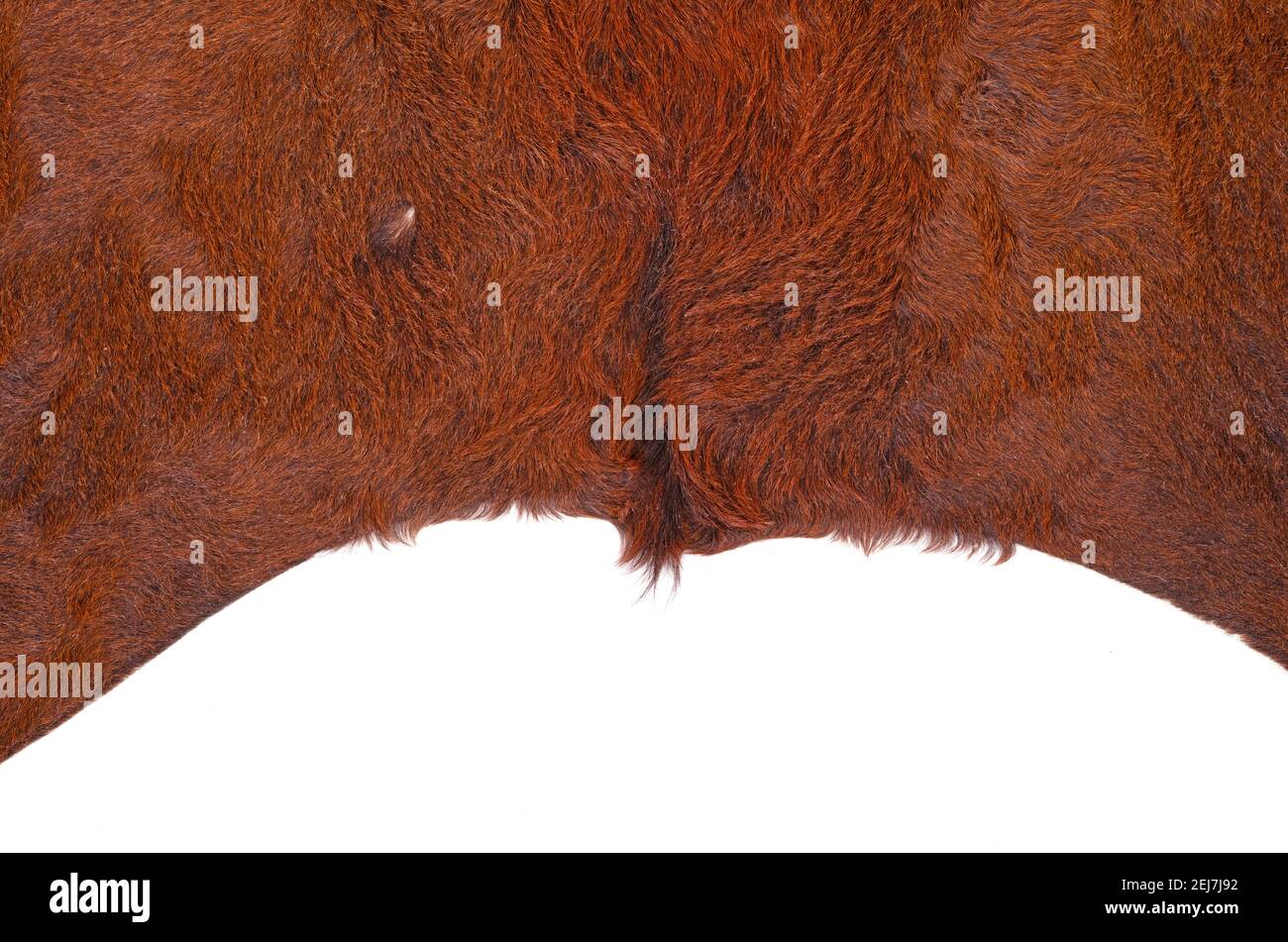 Isolated picture of part of a cow skin on a white background - Floor ...