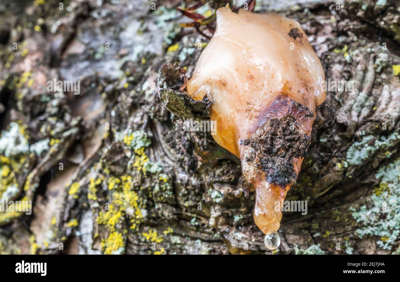 Pine resin hi-res stock photography and images - Alamy
