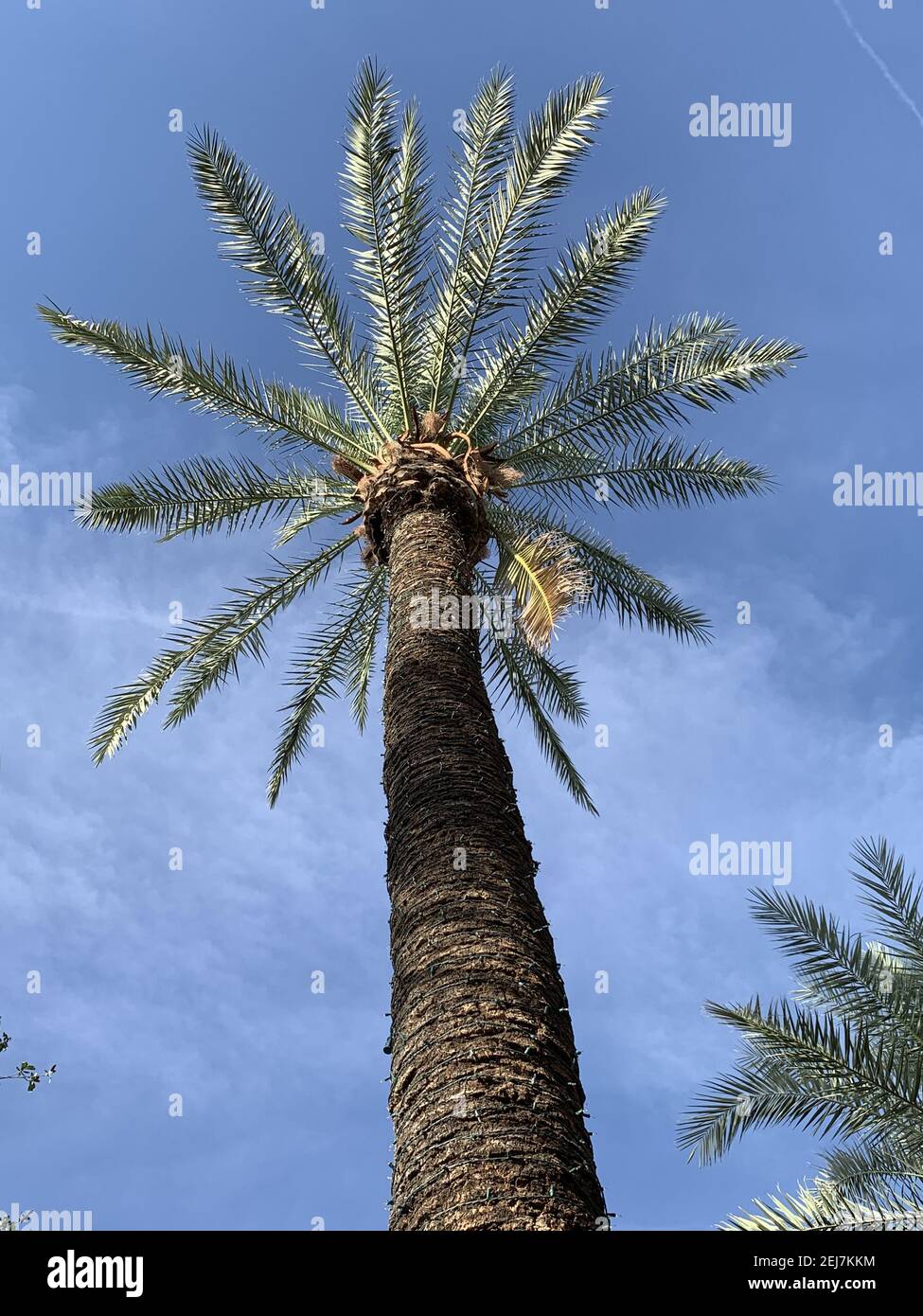 Vertical shot of a palm tree stretching out across the blue sky near ...