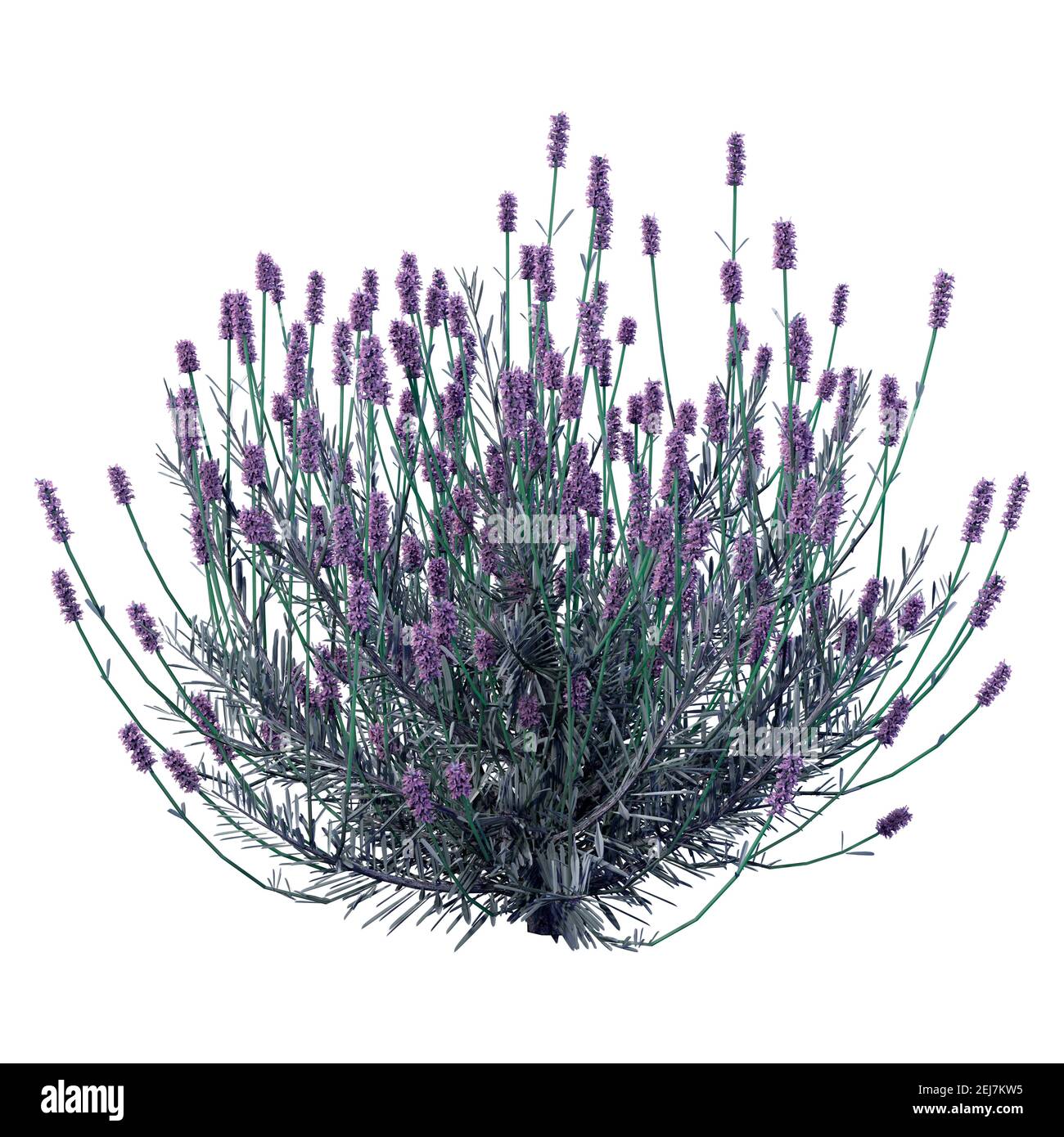 3D rendering of lavender flowers isolated on white background Stock ...