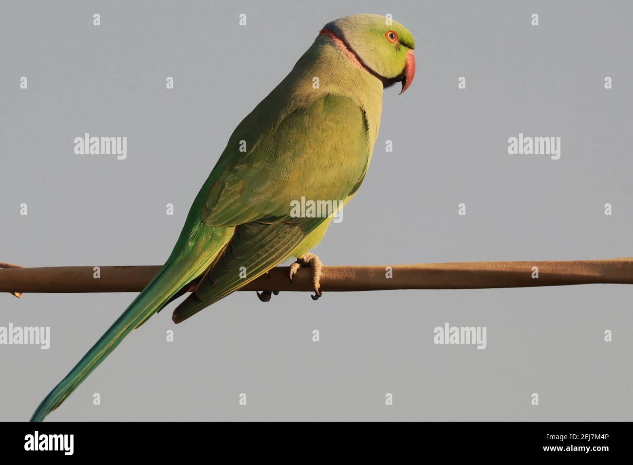 Blue indian ring necked parrot hi-res stock photography and images - Alamy