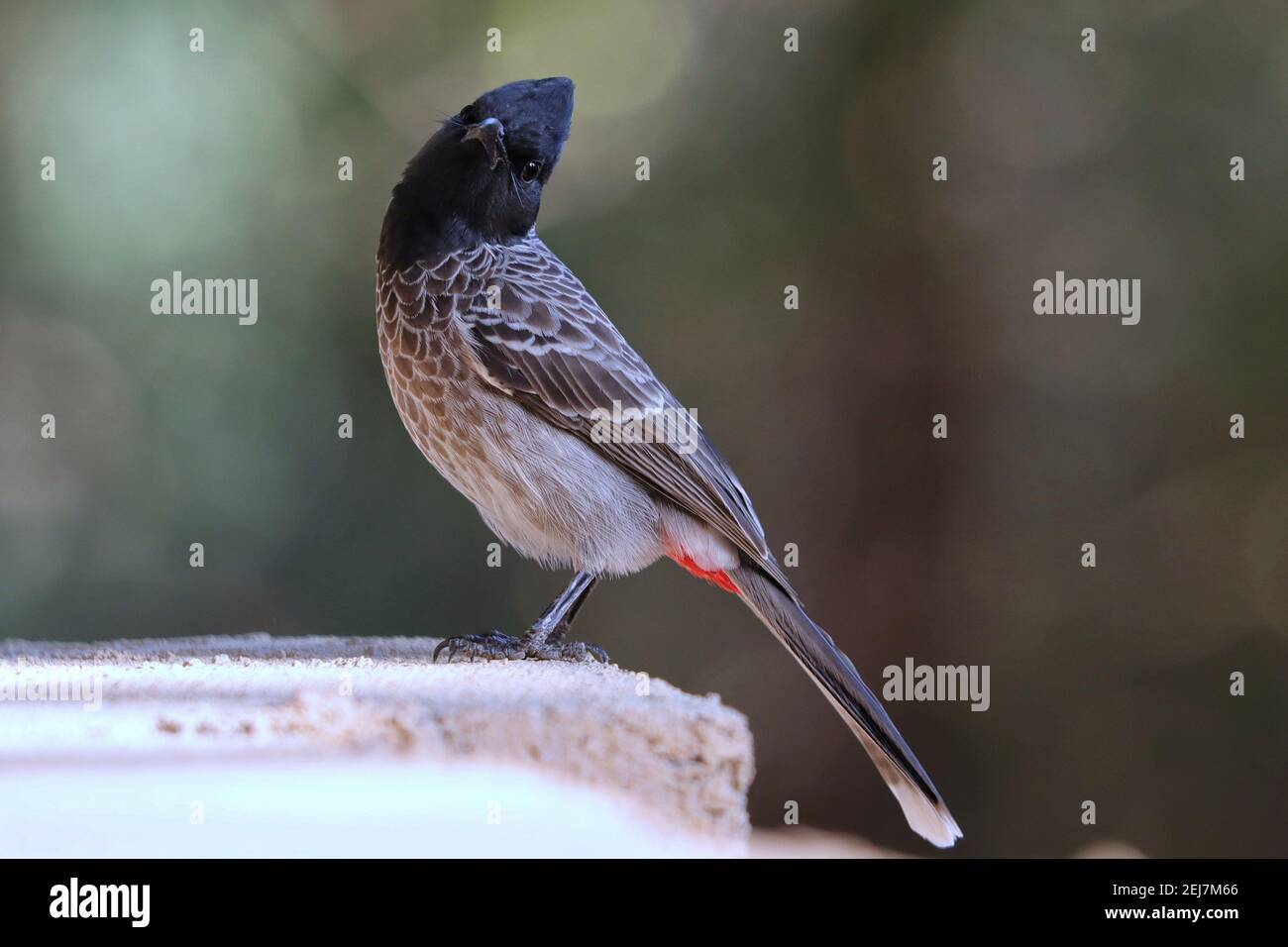 Red vented bulbul indian bird hi-res stock photography and images - Alamy
