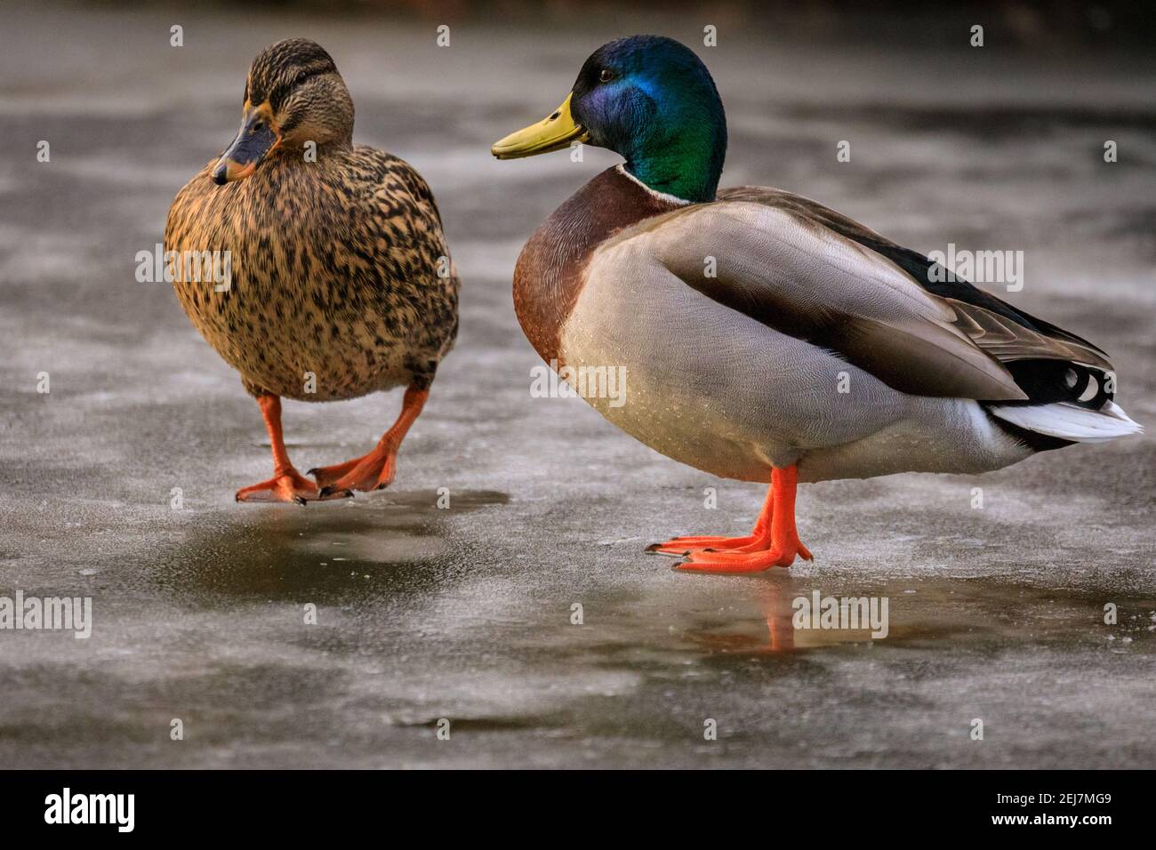 Mallard Duck Anas Platyrhynchos Pair Male And Female Walking On Ice