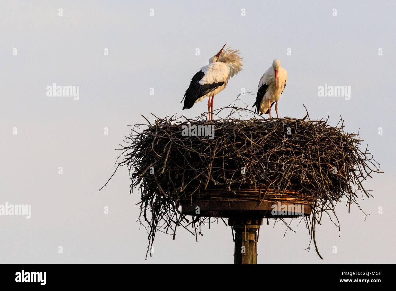 Stork white storks hi-res stock photography and images - Alamy