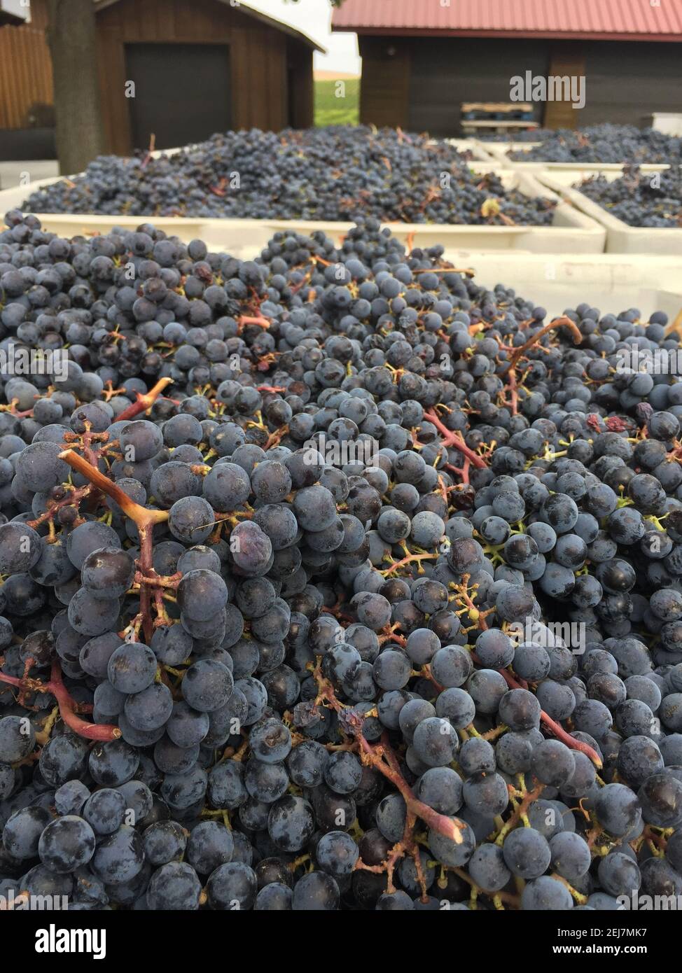 Vertical shot of harvested grape clusters in bins ready for production ...