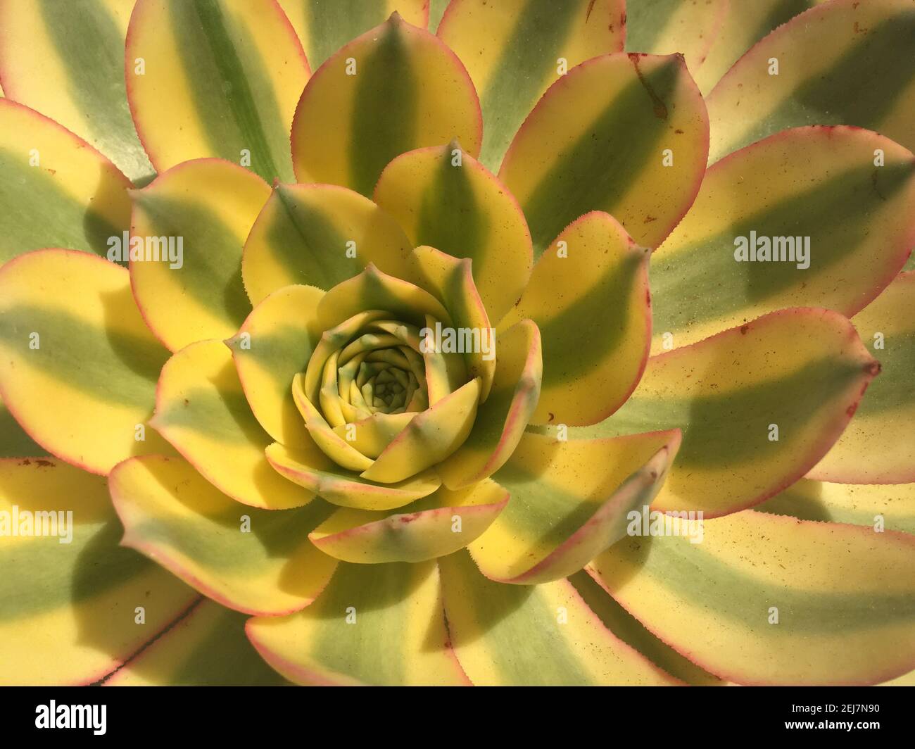 Wonderful yellow and green succulent flower plant with a radial pattern ...